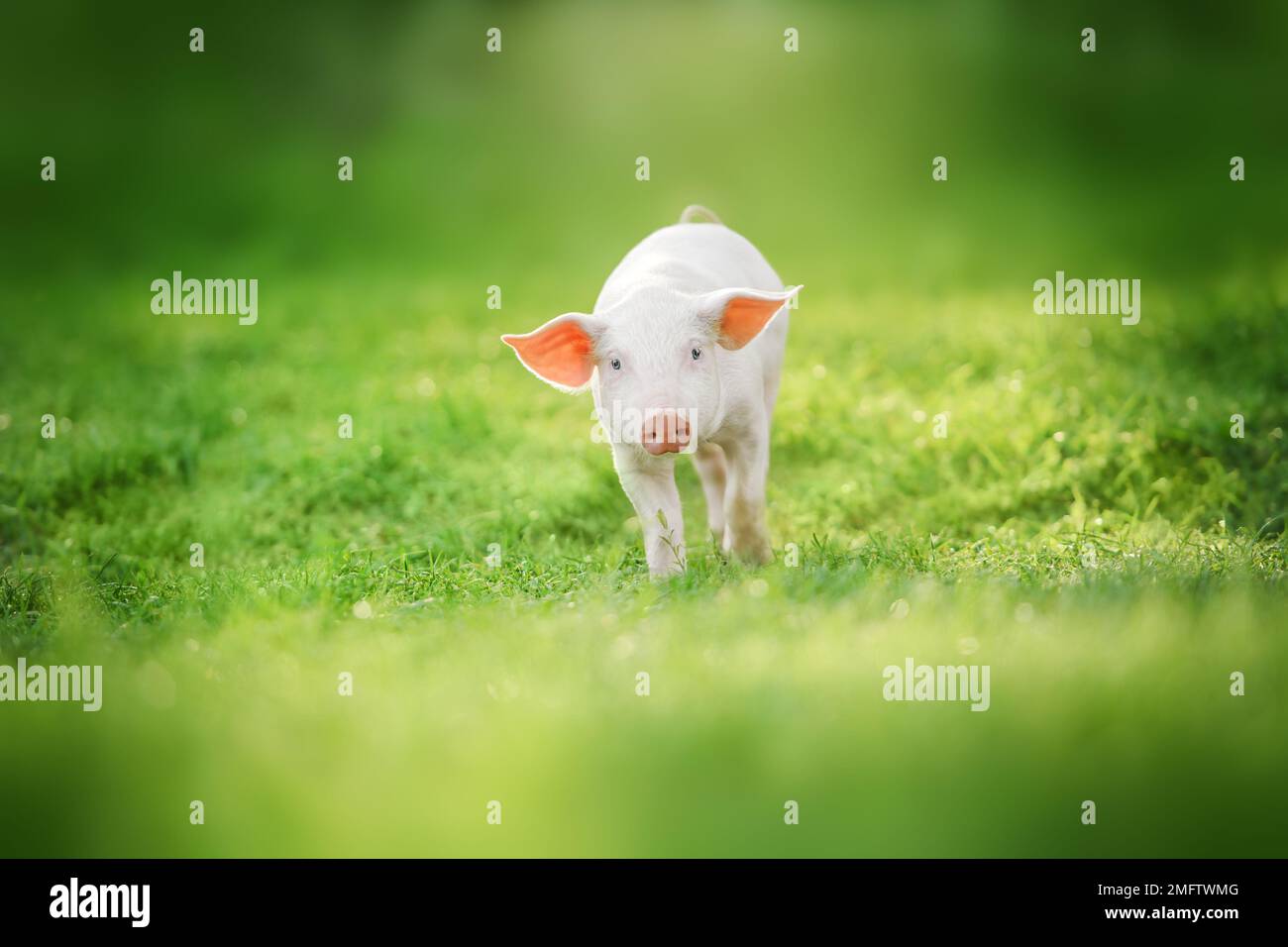 funny young pig is standing on the green grass Stock Photo - Alamy