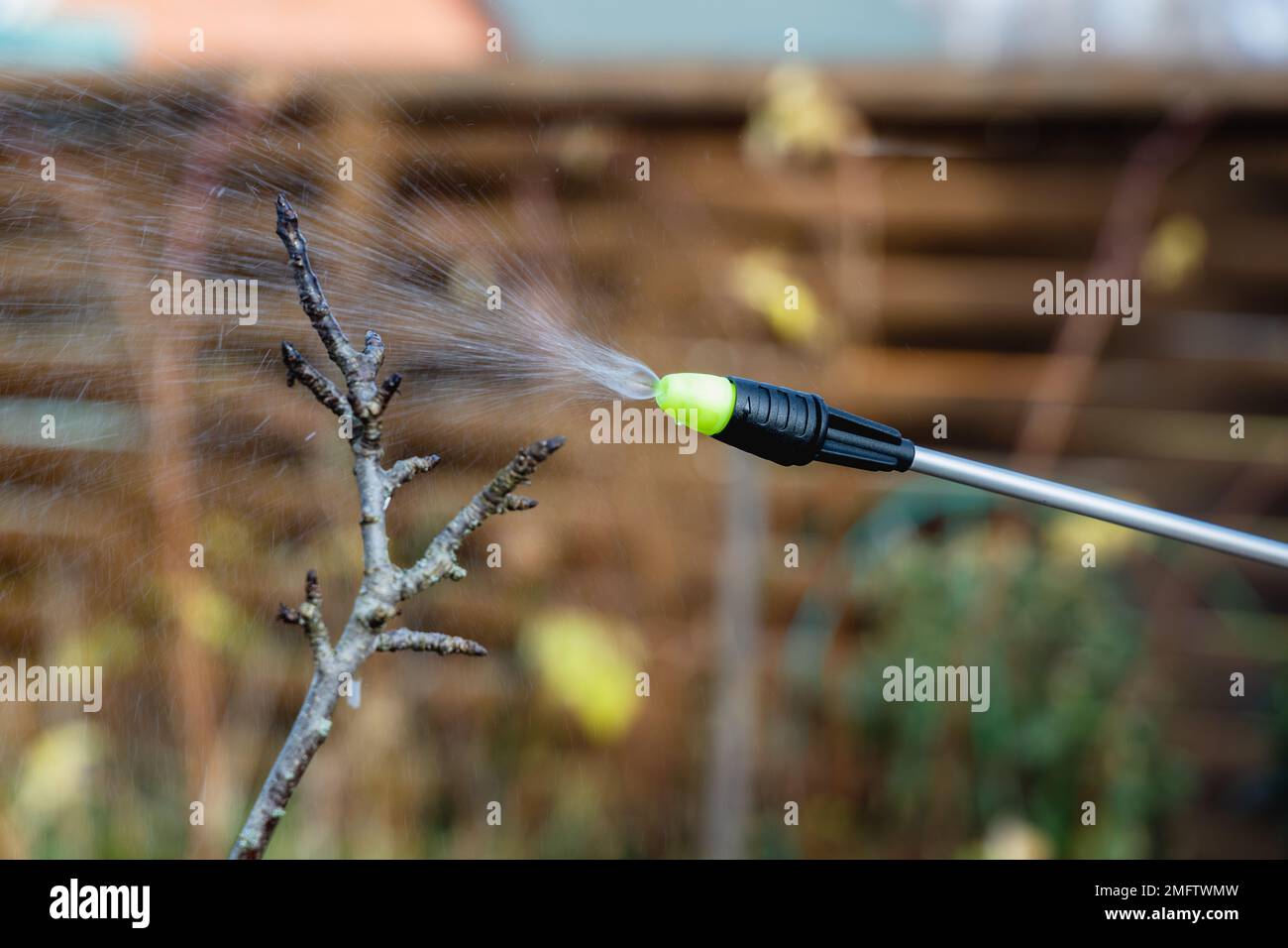 Spraying fruit trees with a pump sprayer with insecticides and ...