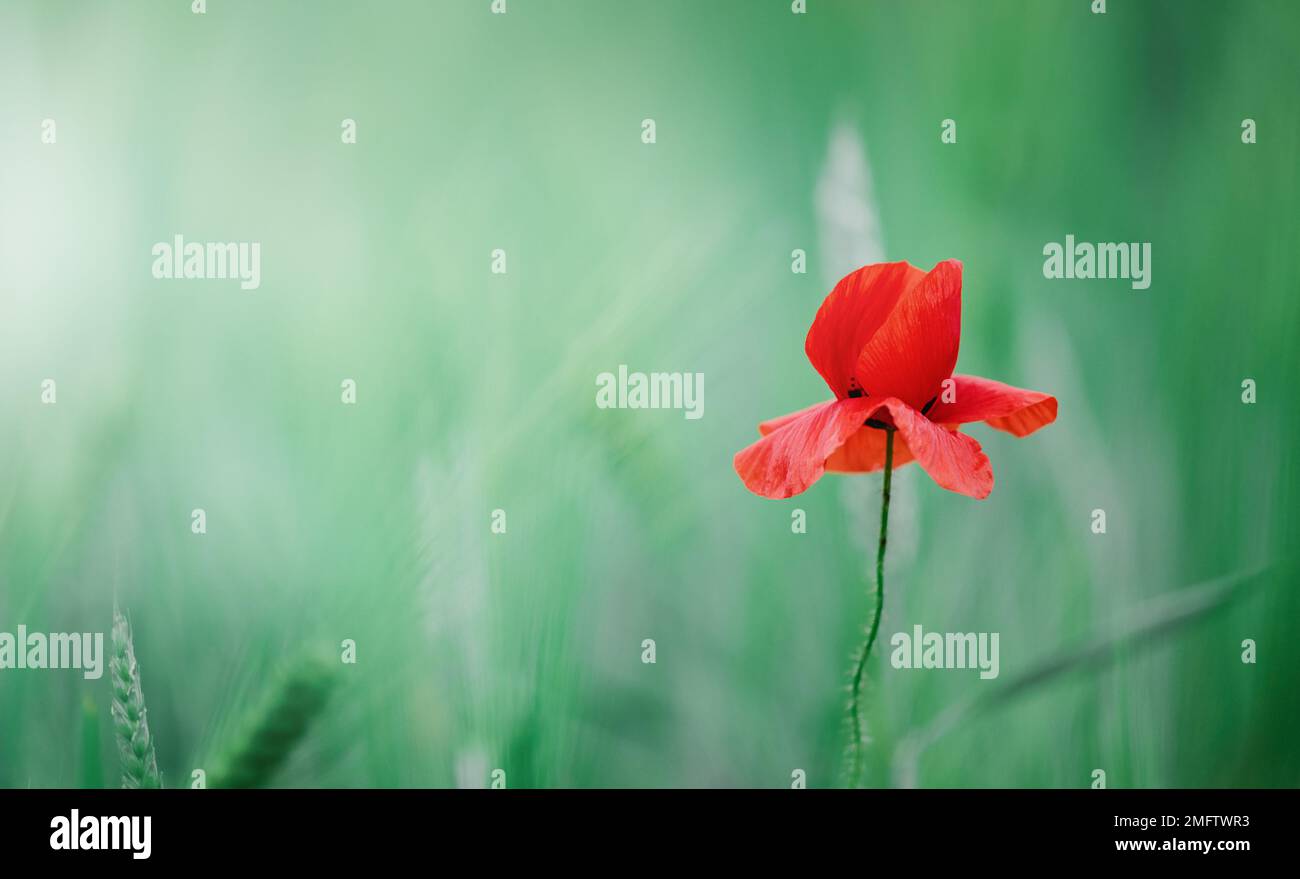 bright red poppy flower on green nature background Stock Photo - Alamy