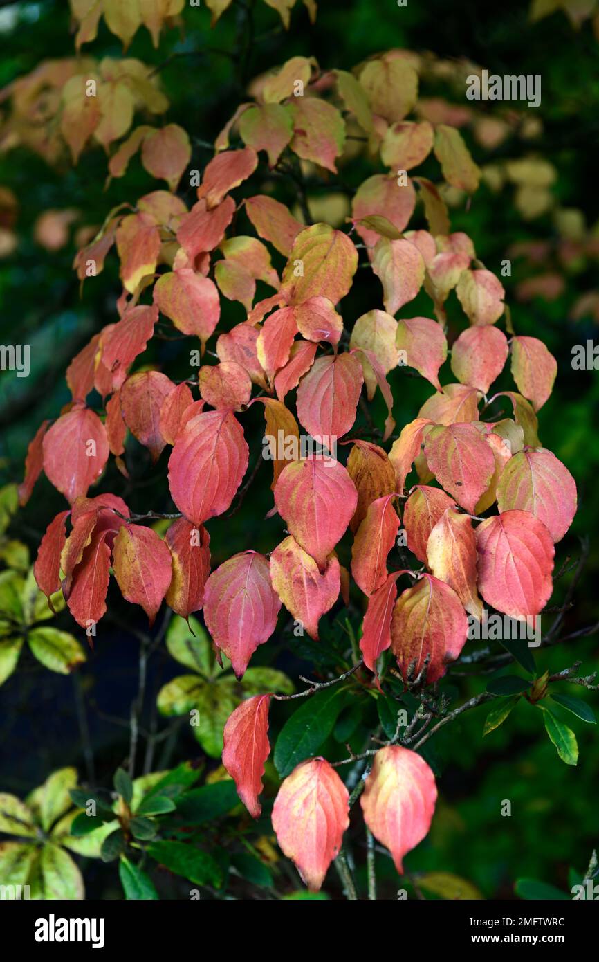 Orange yellow cornus kousa chinensis leaves hi-res stock photography ...