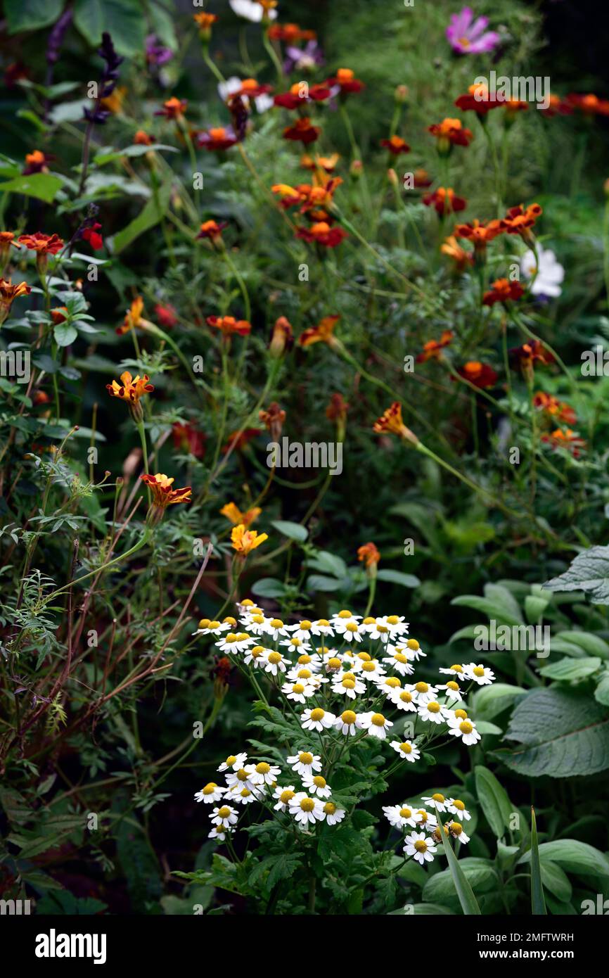Tanacetum parthenium,feverfew,marigolds,tagetes,orange and white ...