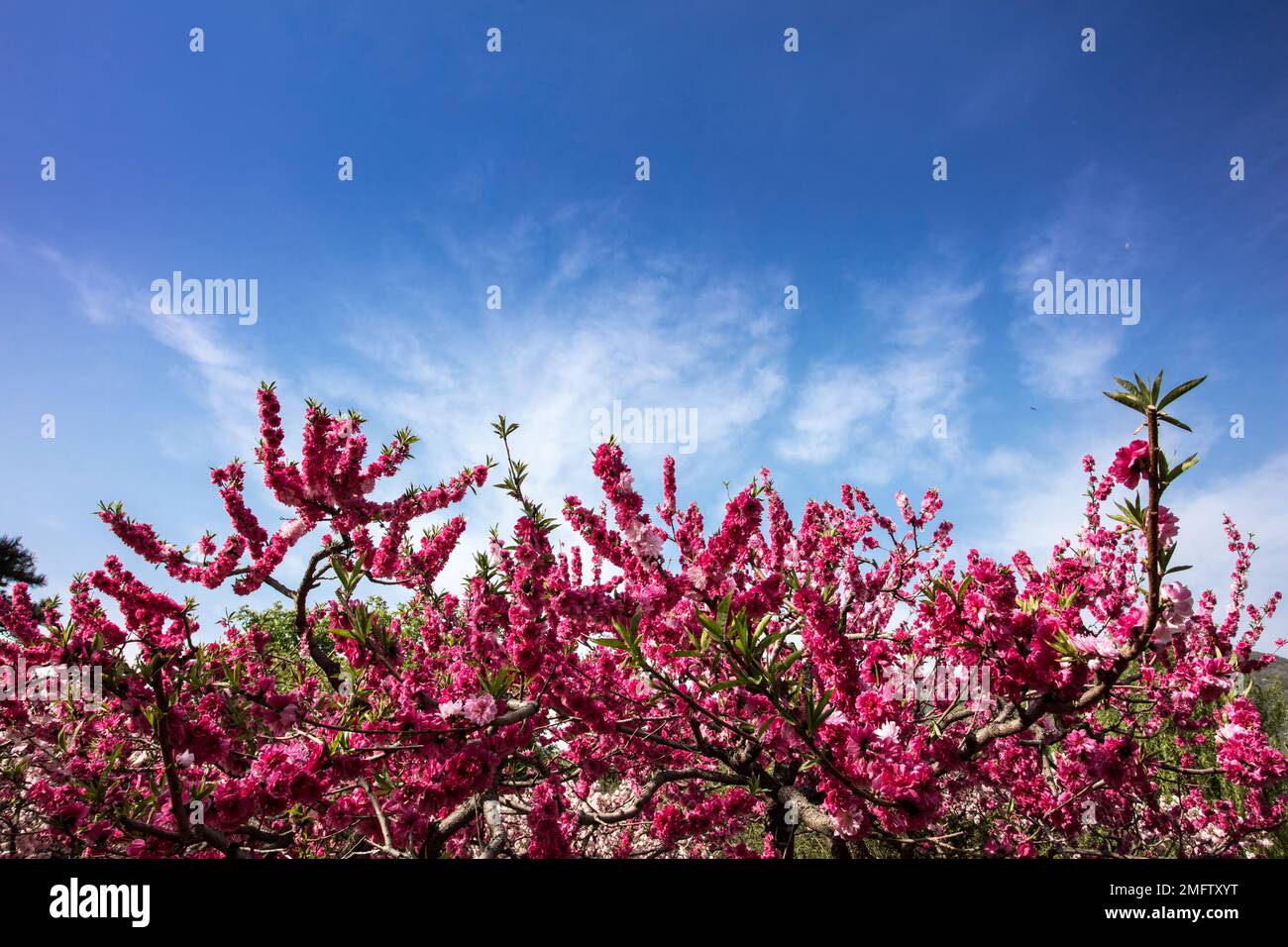 A beautiful closeup view of judas-tree on a blue sky background Stock ...