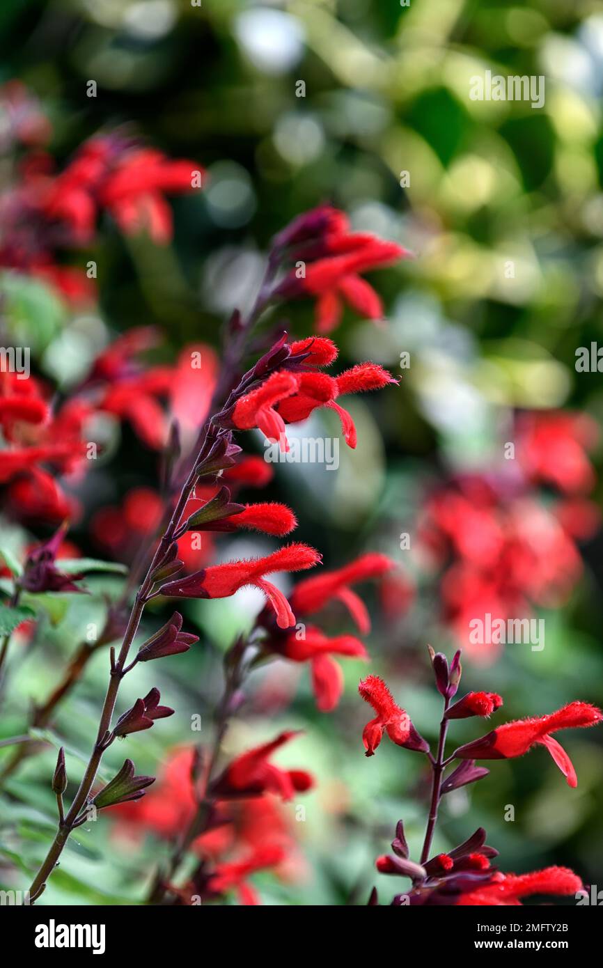 Salvia fulgens,syn Salvia cardinalis,Cardinal Salvia,sage,sages,red ...