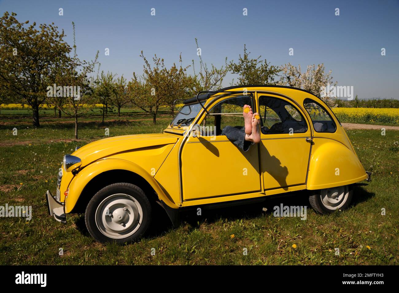 Car, classic car, Citroen 2CV in springtime Stock Photo - Alamy
