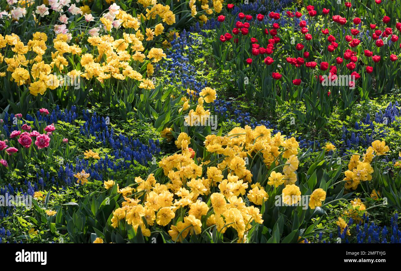 A beautiful view of various colorful flowers Stock Photo - Alamy
