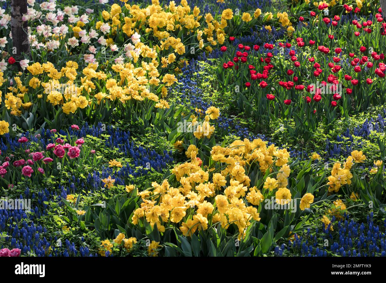 A beautiful view of various colorful flowers Stock Photo - Alamy