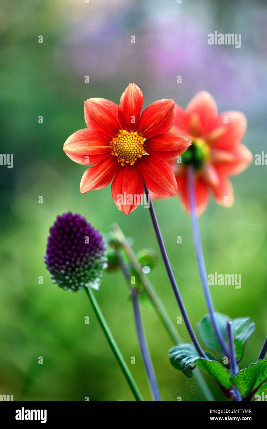 Allium sphaerocephalon,dahlia seedling,orange and purple flower,flowers ...