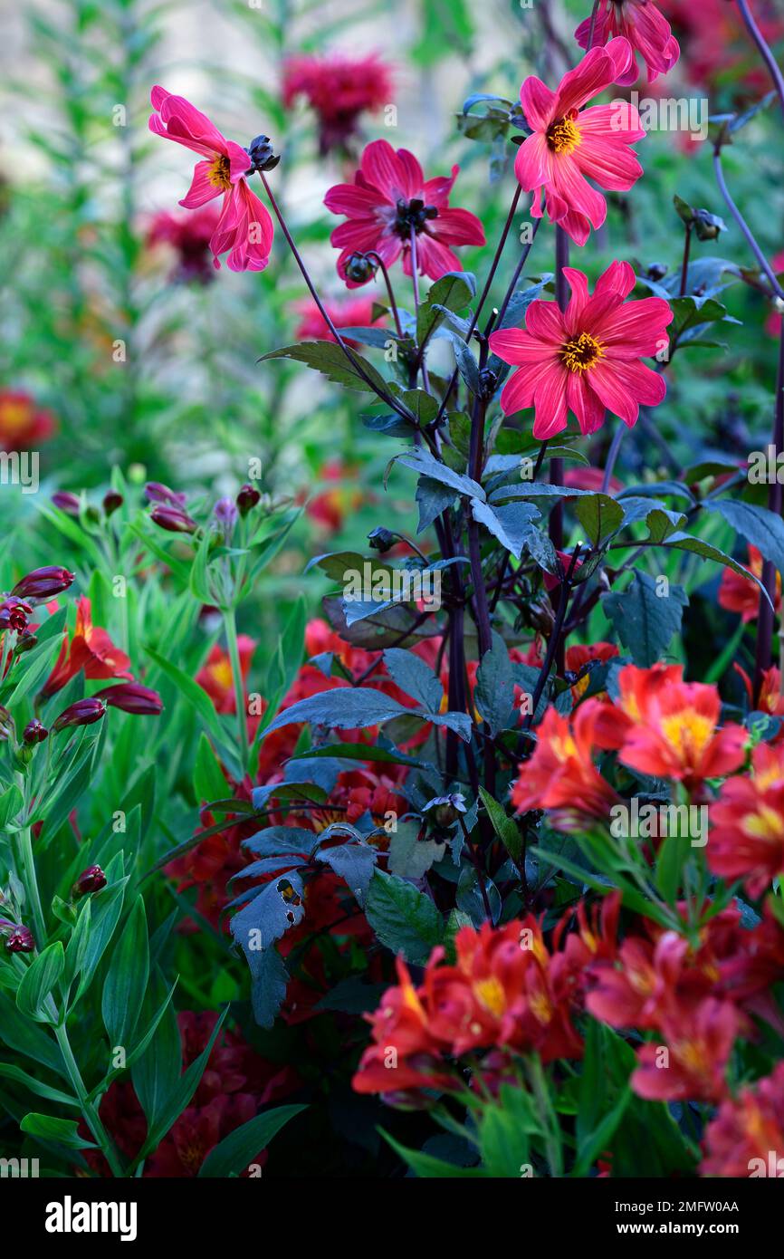 Dahlia seedling,red coral flowers,peony flowered dahlia,bed,border, red ...