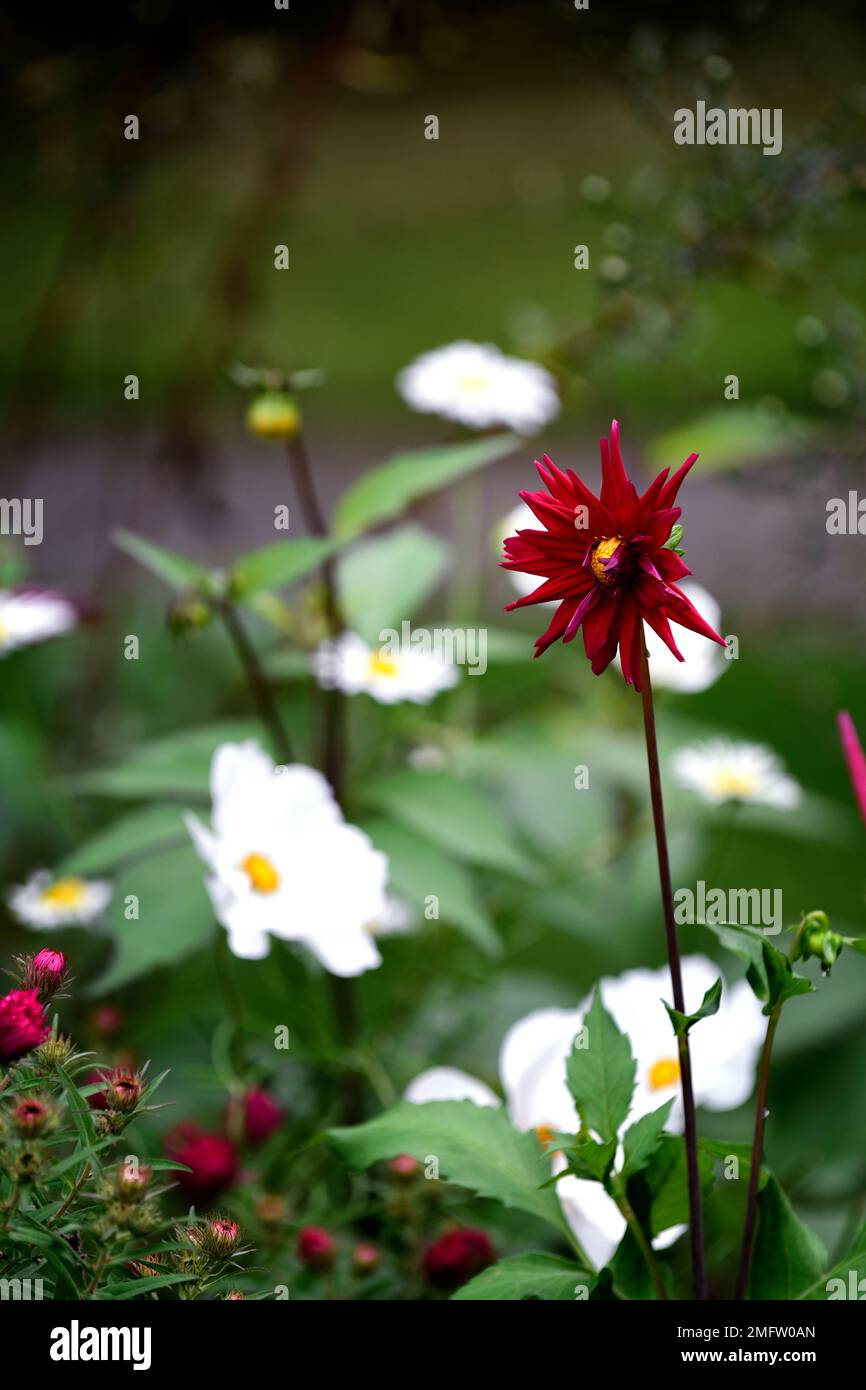 Dahlia,deep red semi cactus dahlia,deep red dahlias,deep red dahlia ...