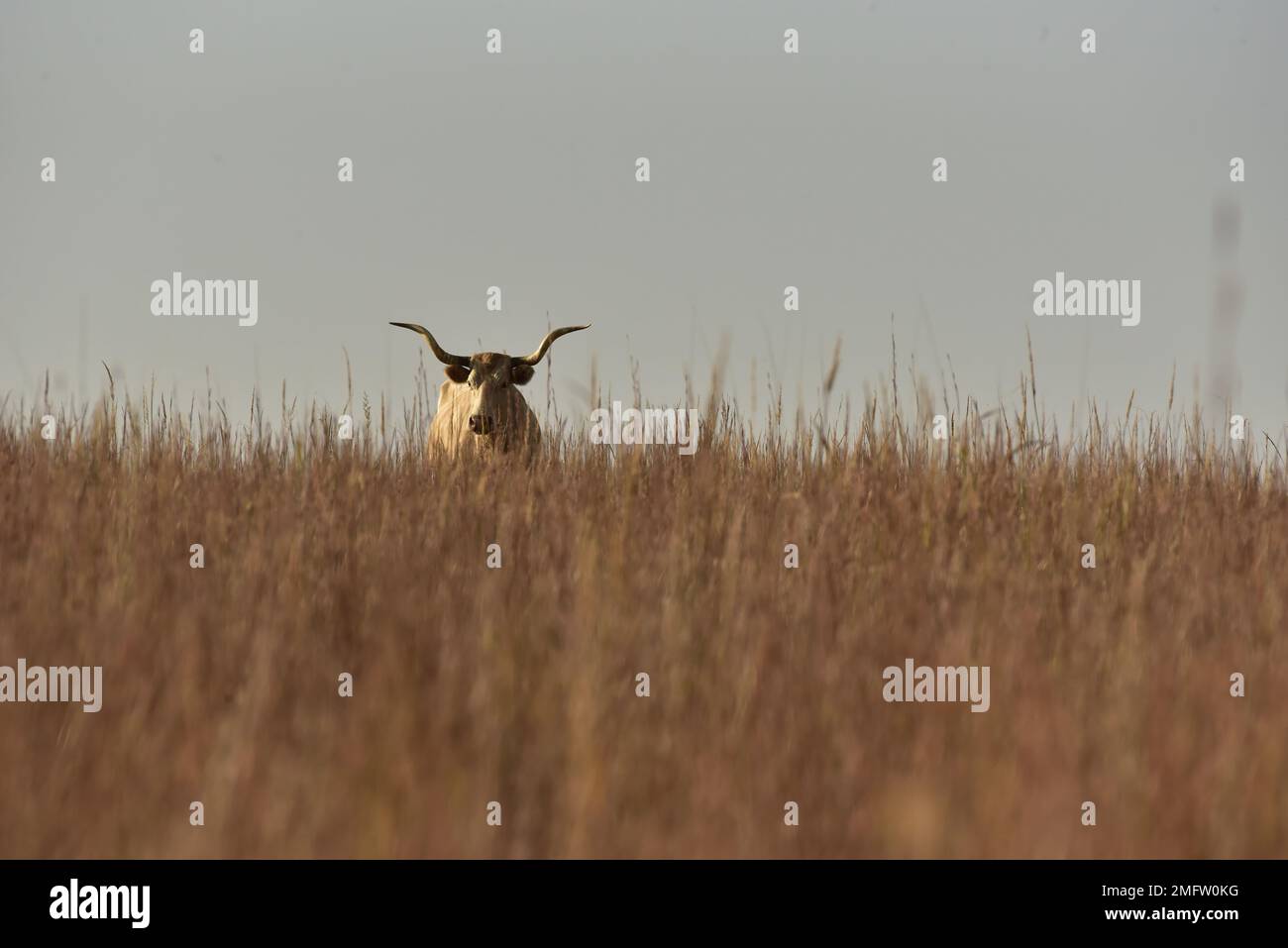 Purebred Texas longhorn cattle, Wichita Mountains Wildlife Refuge ...