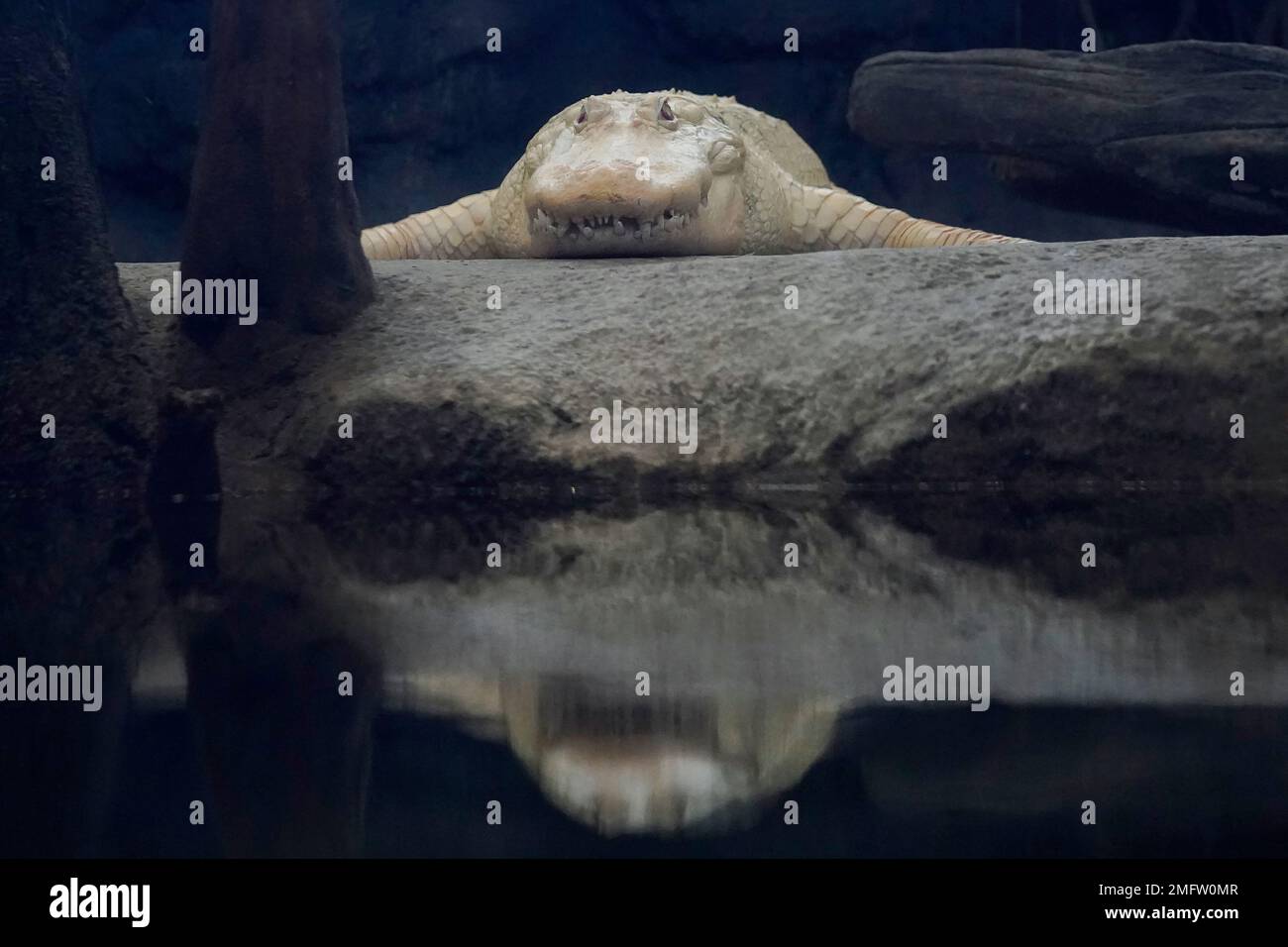 Claude, an albino alligator, is shown at the California Academy of ...
