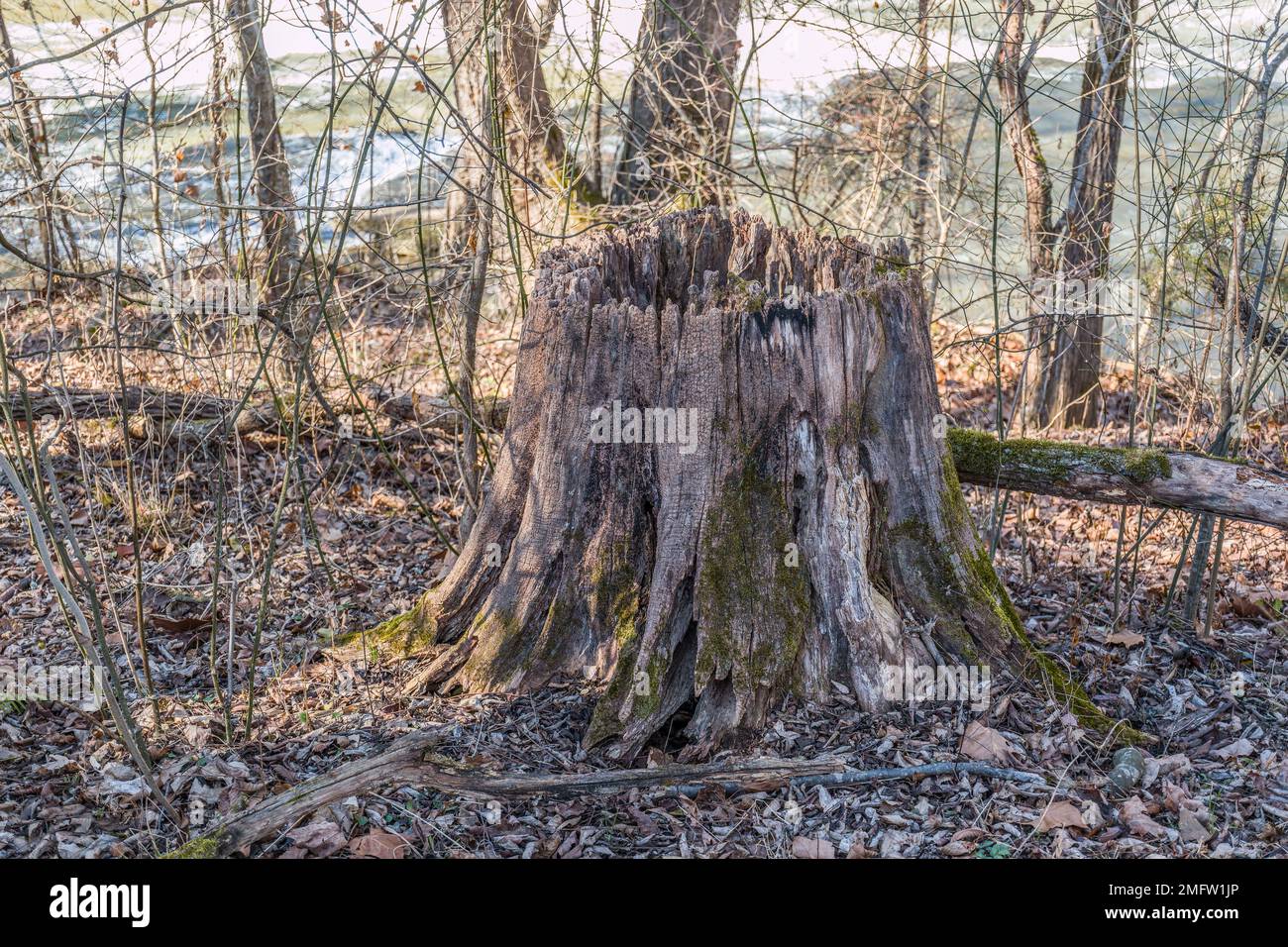 Tree eaten by insects hi-res stock photography and images - Alamy
