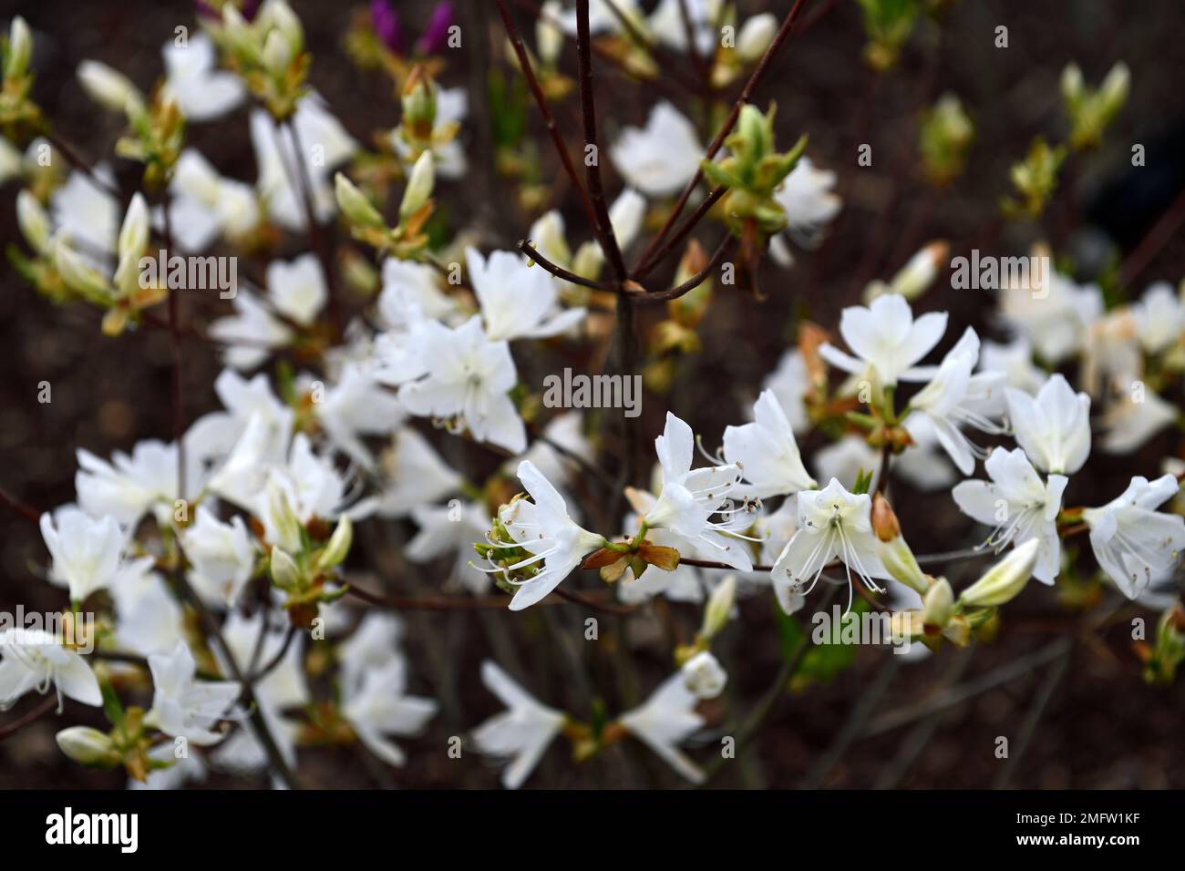 Deciduous azalea wadanum album hi-res stock photography and images - Alamy