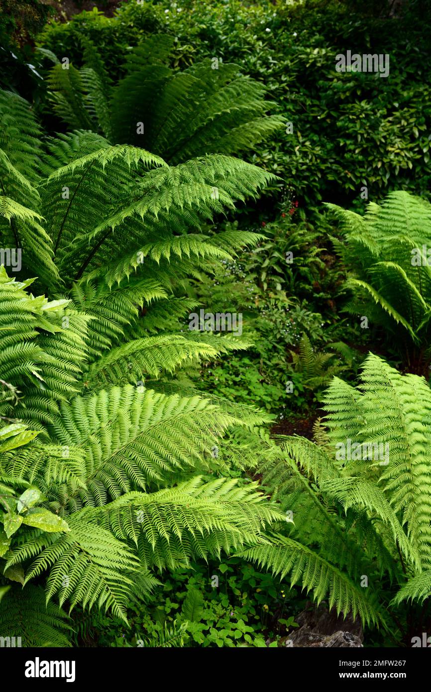 Dicksonia antarctica,tree fern,ferns,fronds,foliage,gardening,tree ...