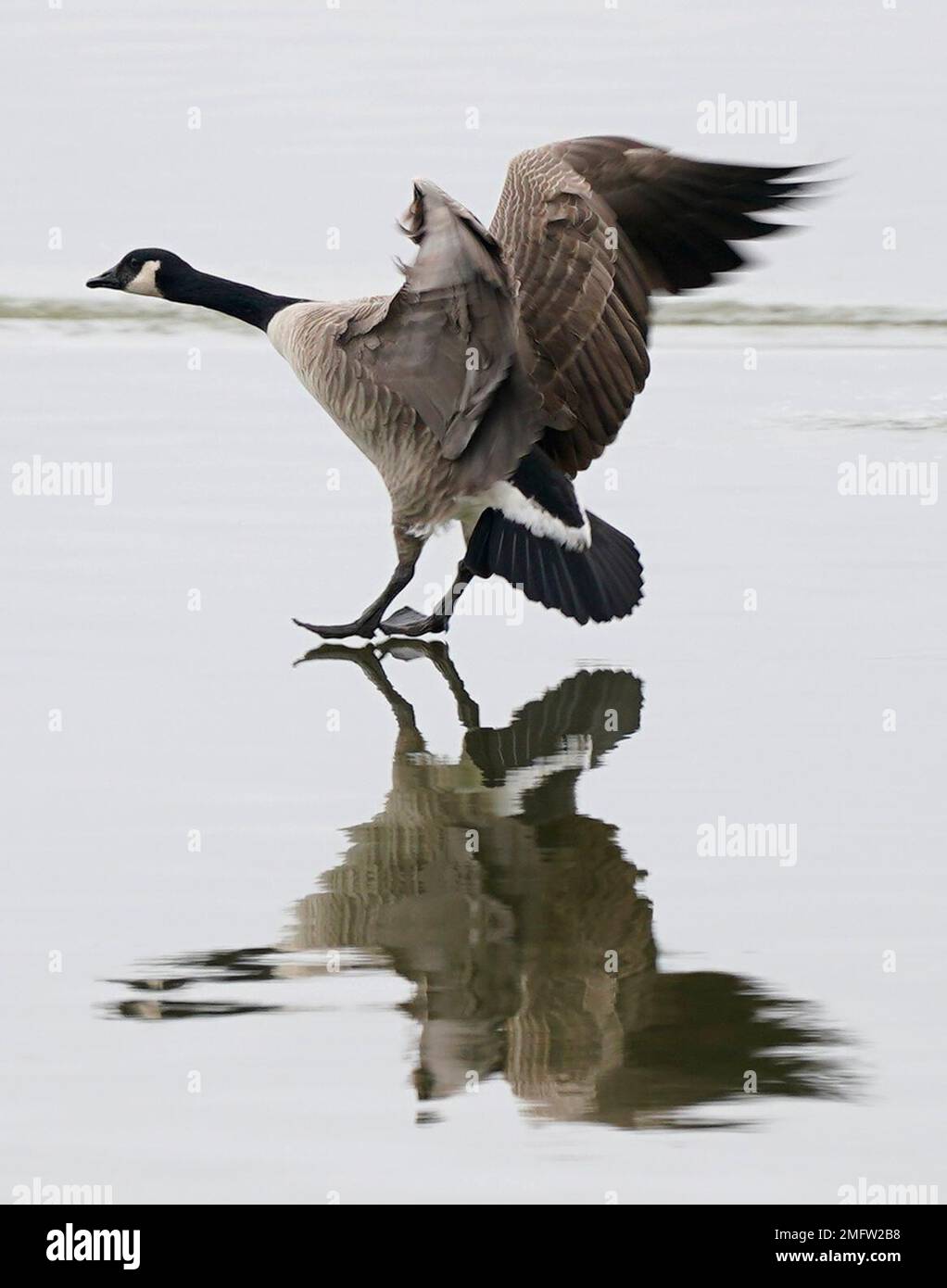 A Canad goose lands on the surface of Sloans Lake after a cold front ...