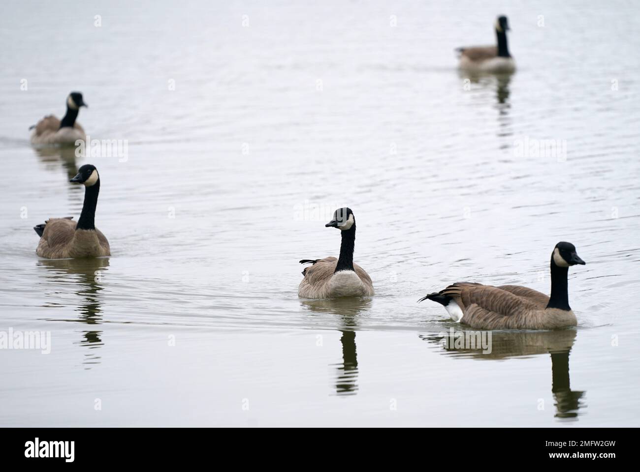 Canadian geese in the waters of Sloans Lake after a cold front dropped ...