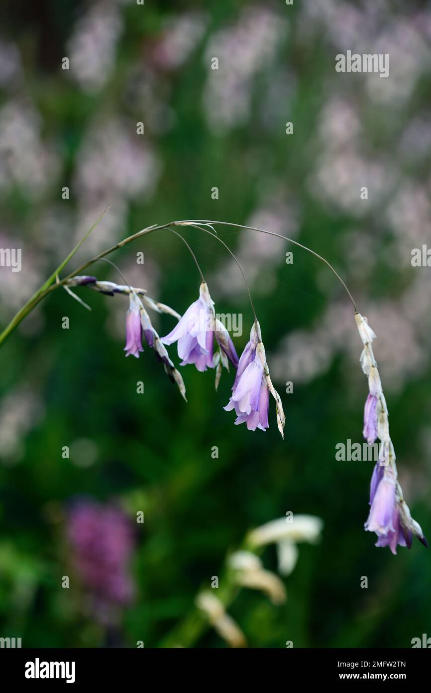 Dierama nixonianum,purple,lilac,flower,flowers,flowering,perennials ...