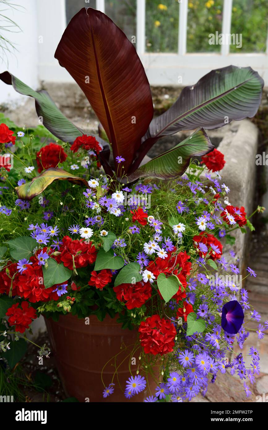 ensete ventricosum maurelii,aster,pelargonium,zonal geranium,white blue ...