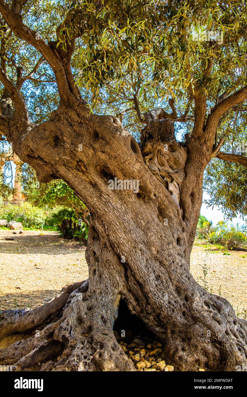 Olive tree, Valley of the Temples, Agrigento, Sicily, Italy Stock Photo ...