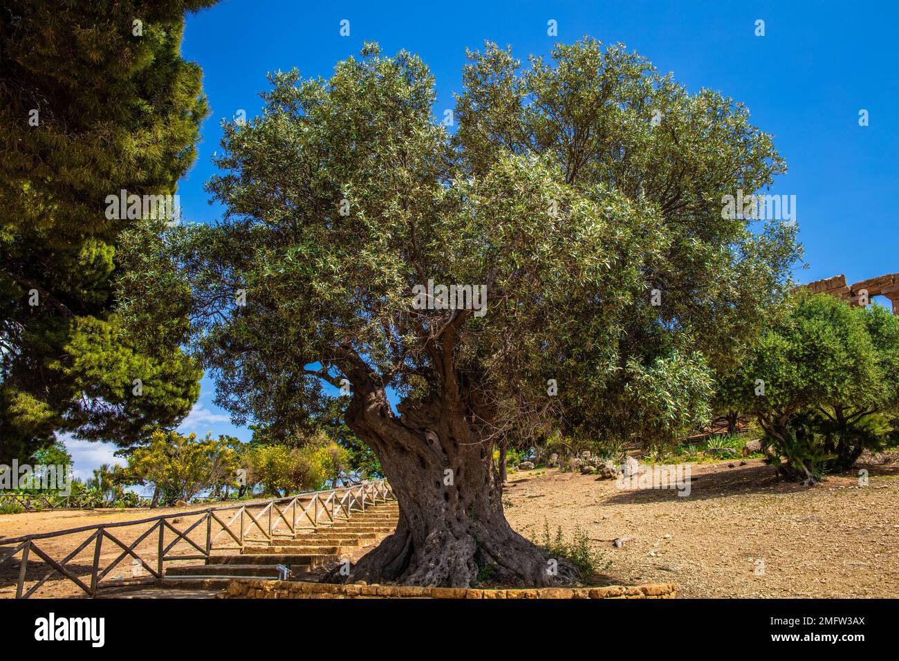 Olive tree, Valley of the Temples, Agrigento, Sicily, Italy Stock Photo ...