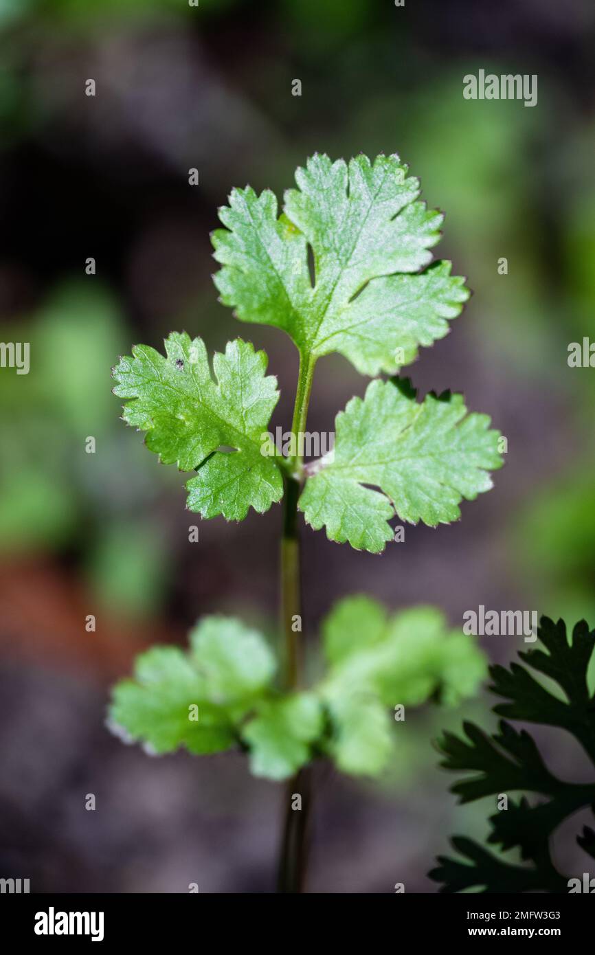 A vertical closeup of cilantro leaves Stock Photo - Alamy