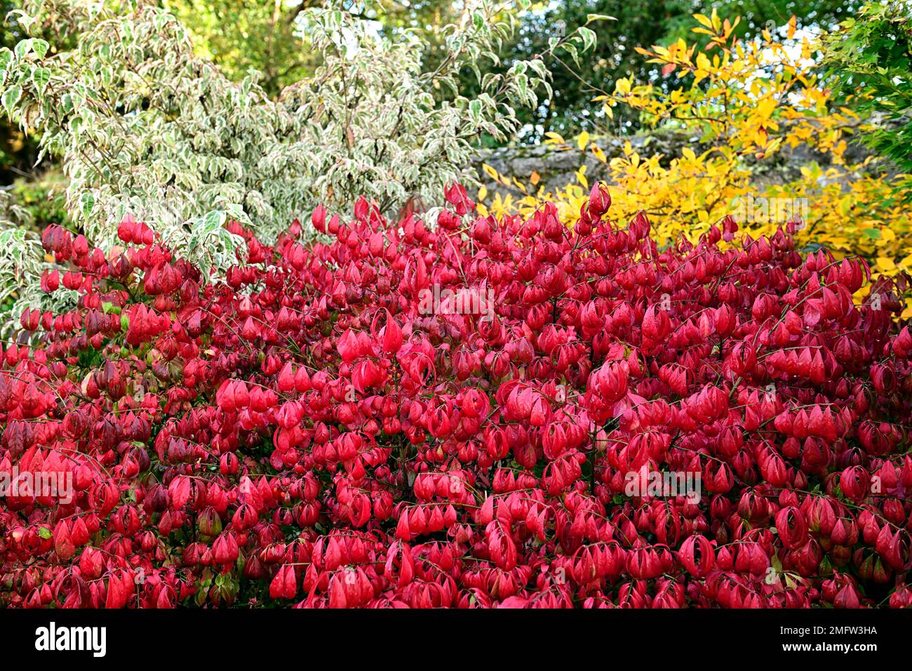 euonymous elata compacta,burning bush,red leaves,red foliage,leaves ...