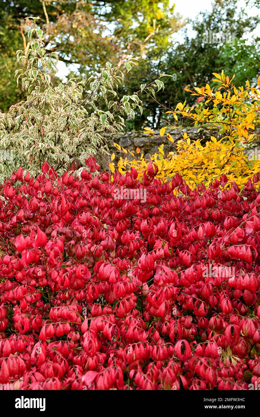 euonymous elata compacta,burning bush,red leaves,red foliage,leaves ...