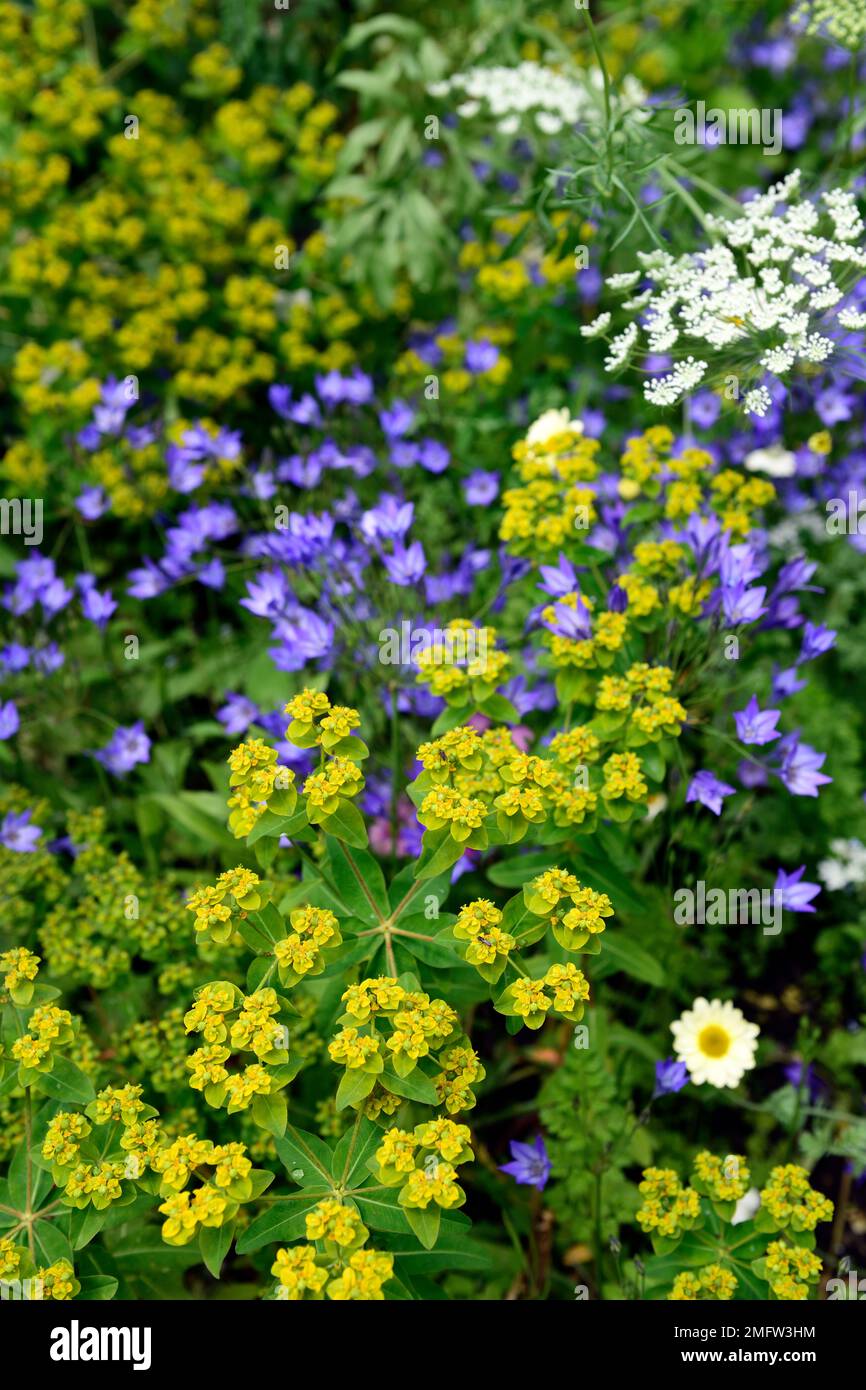 Euphorbia,Triteleia laxa,lime green and blue flowers,green and blue ...