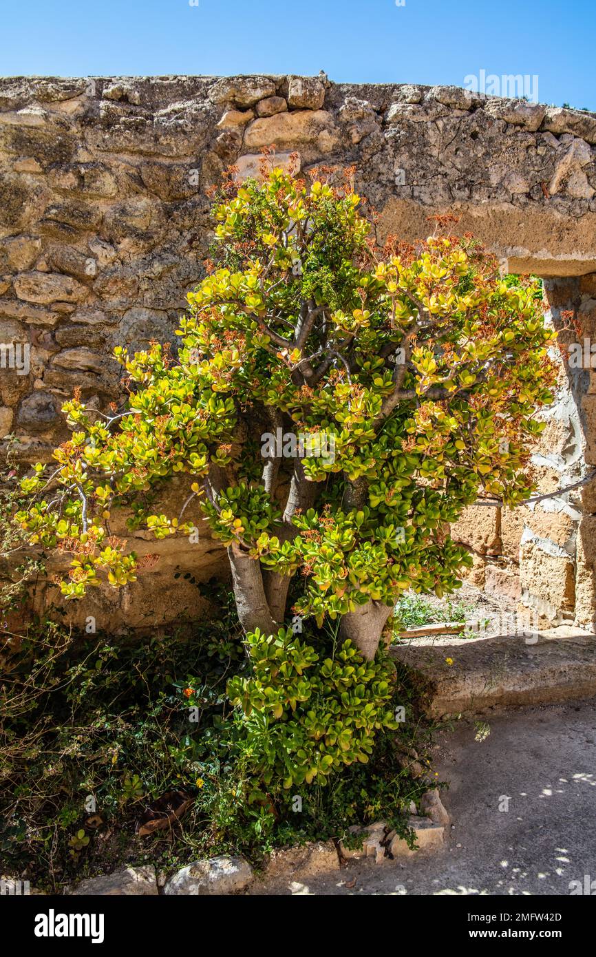 Fertile Phoenician island of Mozia, outpost for merchants and seafarers ...