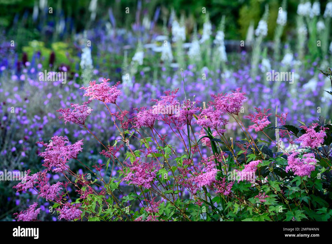 Filipendula rubra,Chamaenerion angustifolium album,white fireweed,white ...