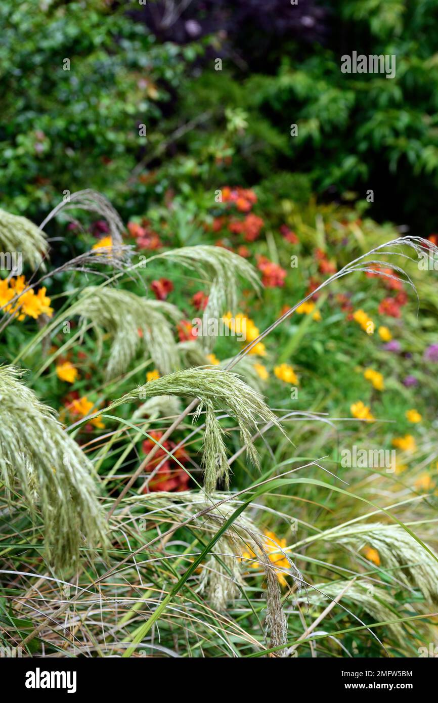 Miscanthus,Chinese Silver Grass,mixed bed,mixed perennial border,mixed ...