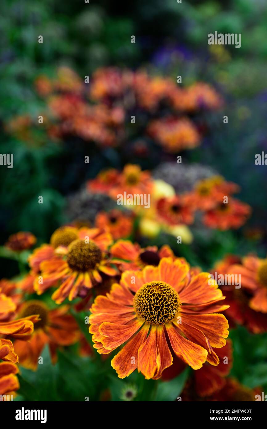 helenium sahin's early flowerer,heleniums, red orange flower,Sneezeweed ...