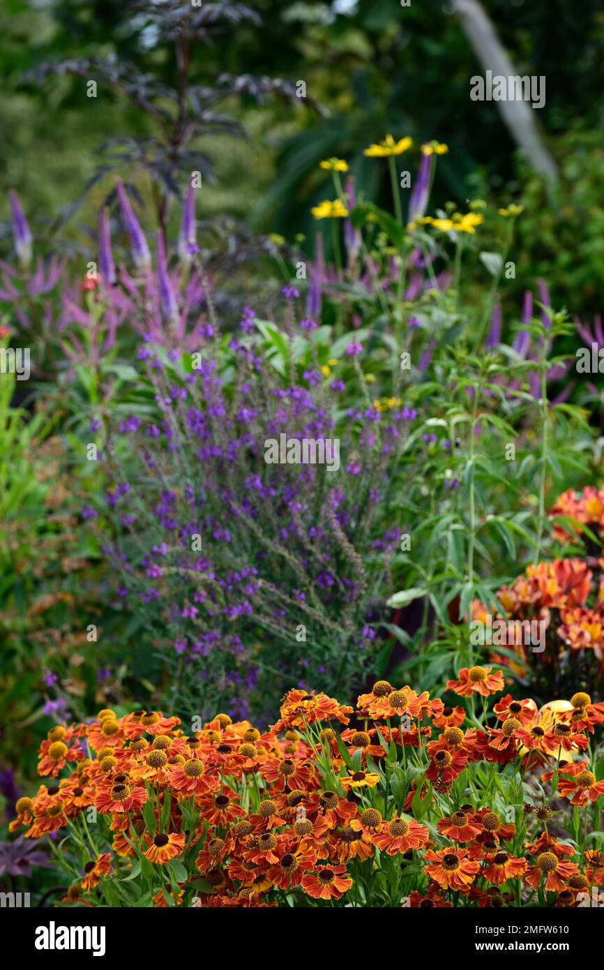 helenium sahin's early flowerer,heleniums, red orange flower,Sneezeweed ...