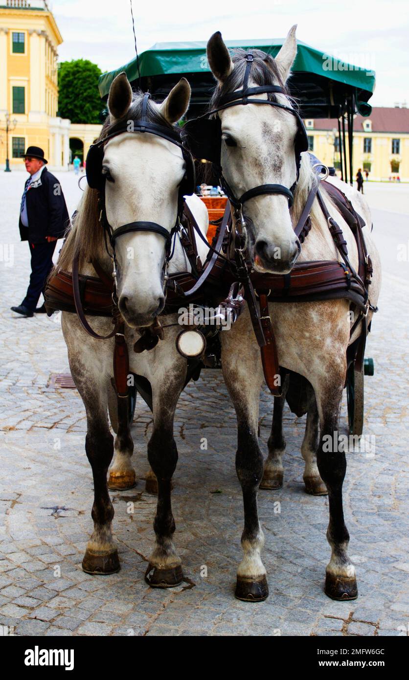 Horse-drawn carriage with a carriage in front of Schonbrunn Castle in ...
