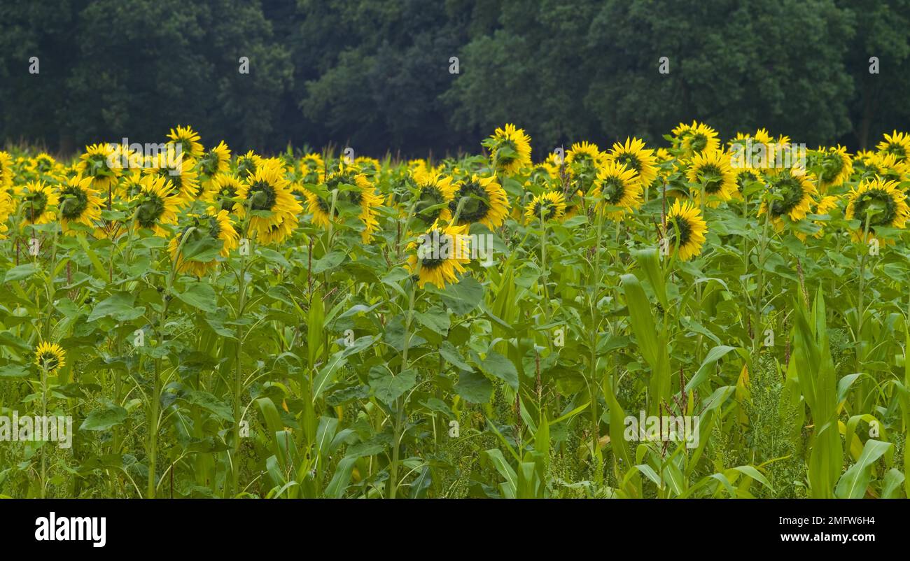 Backside of sunflower hi-res stock photography and images - Alamy