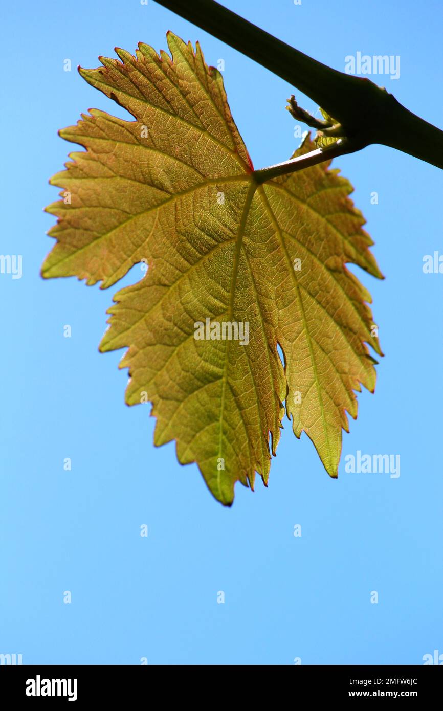 Grape leaf (Uva folium Stock Photo - Alamy