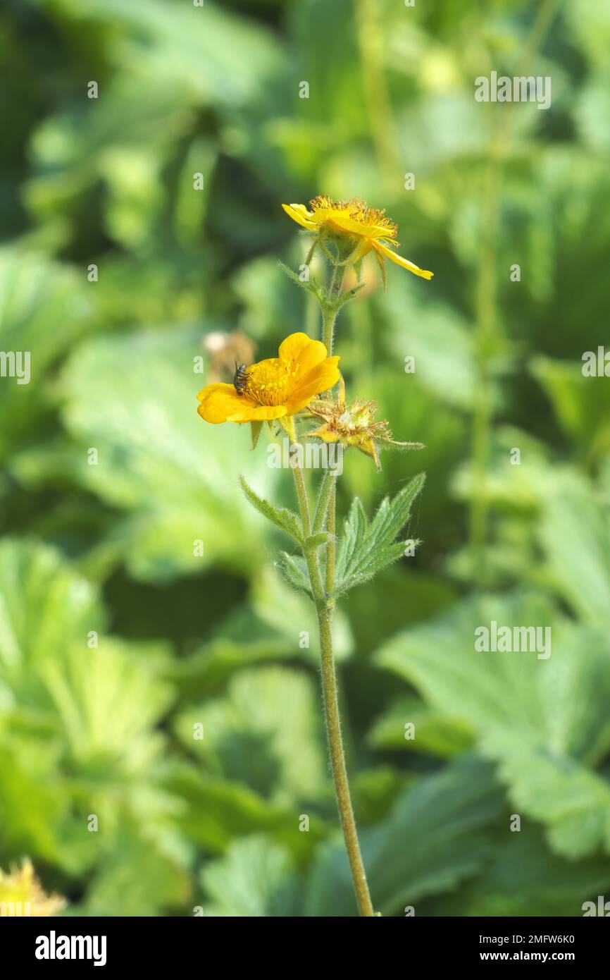 Alpine avens (Geum montanum Stock Photo - Alamy