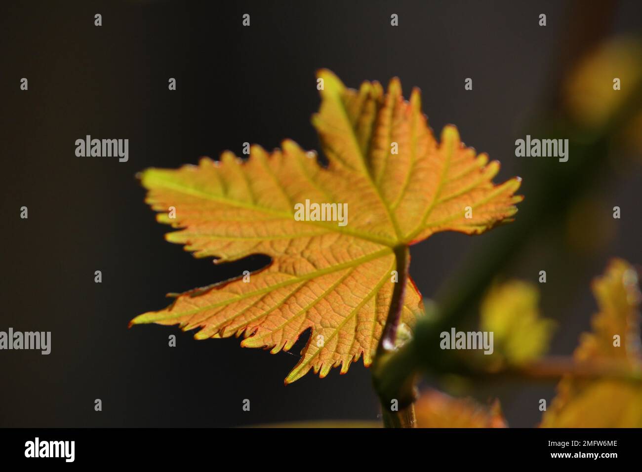 Grape leaf (Uva folium Stock Photo - Alamy