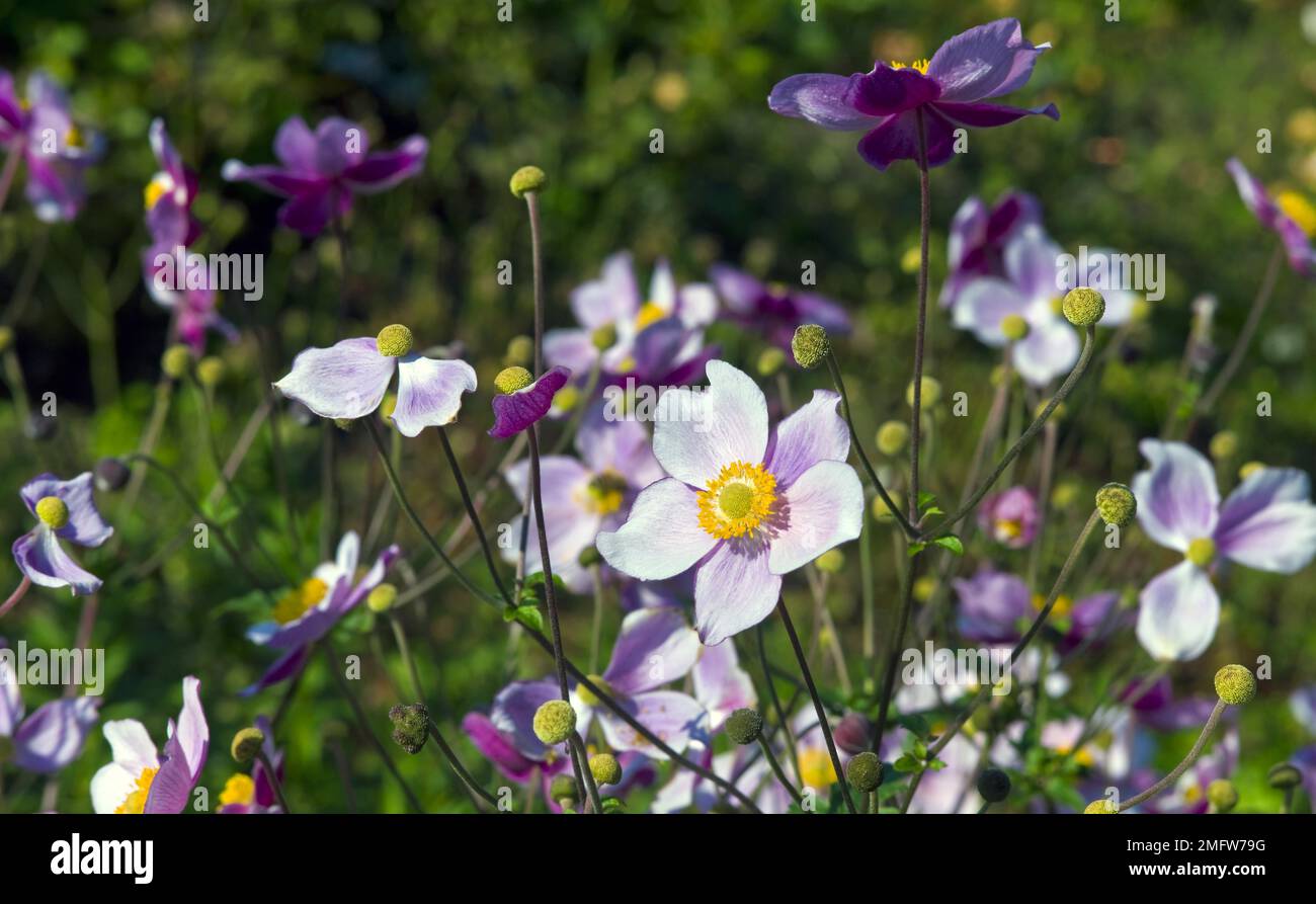 Autumn Anemones (Anemone hybrida Stock Photo - Alamy