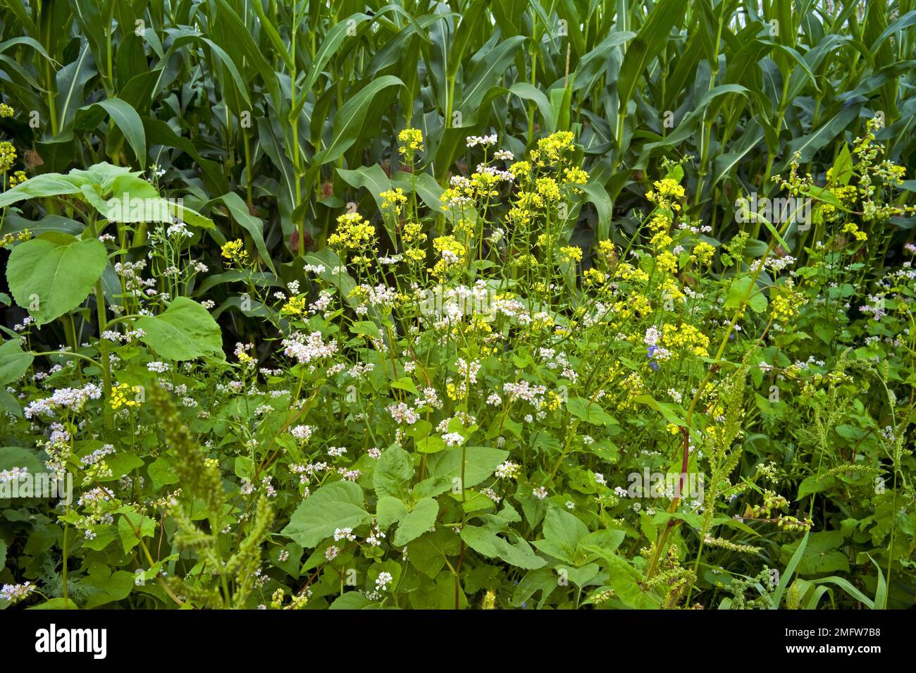 Field edge planting Stock Photo - Alamy