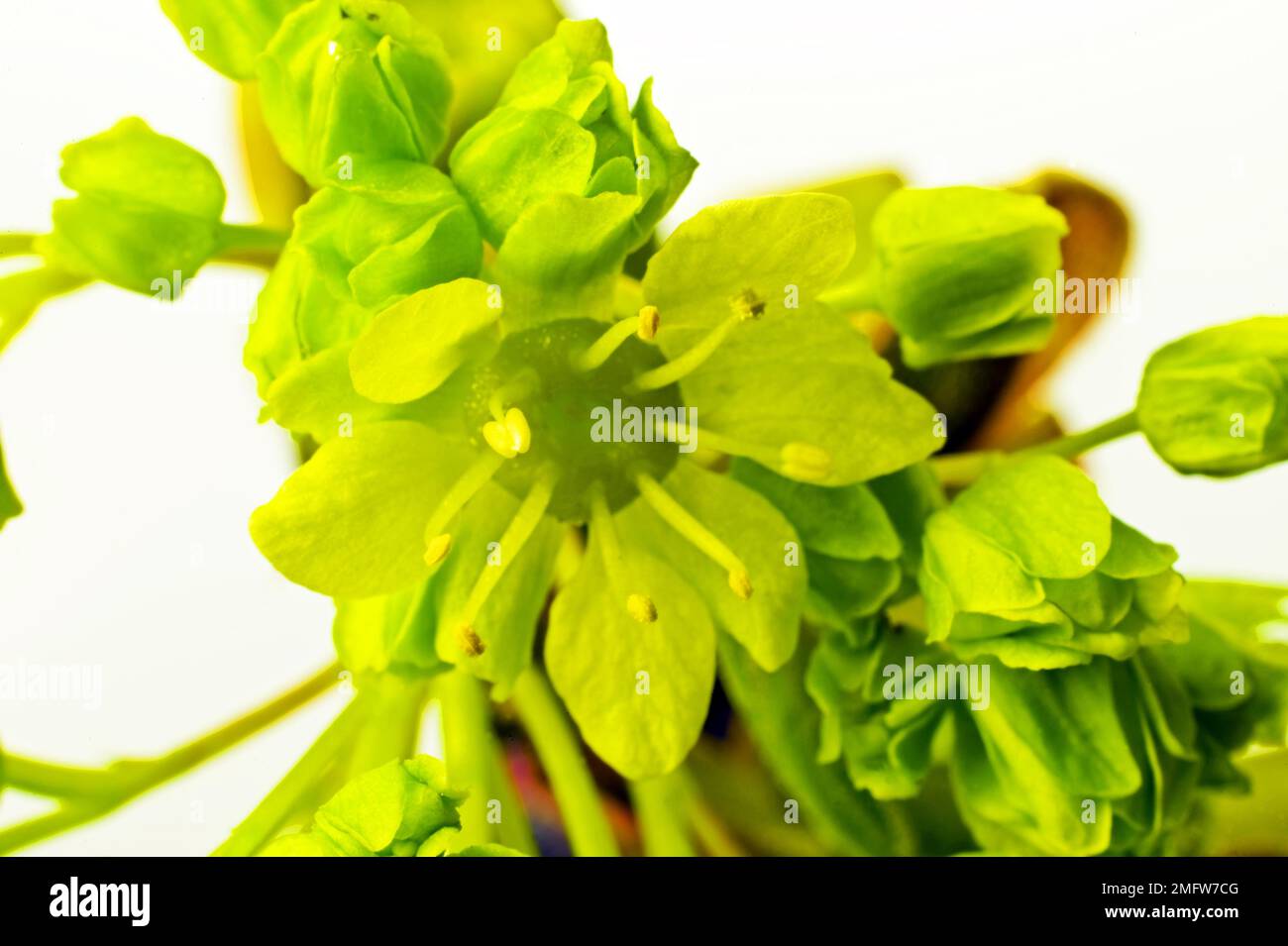 Flowers of Norway Maple (Acer platanoides Stock Photo - Alamy
