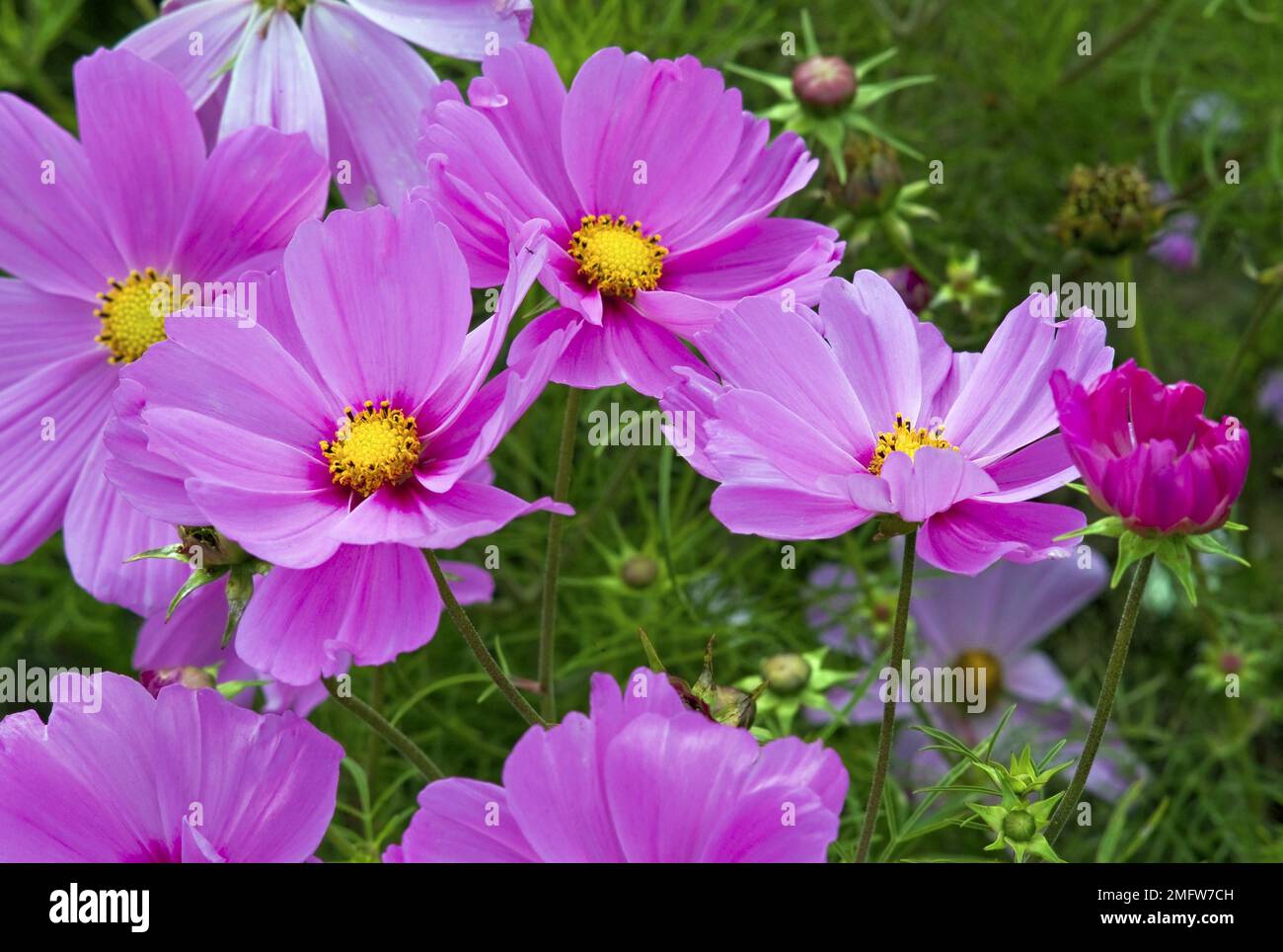 Jewel basket hi-res stock photography and images - Alamy