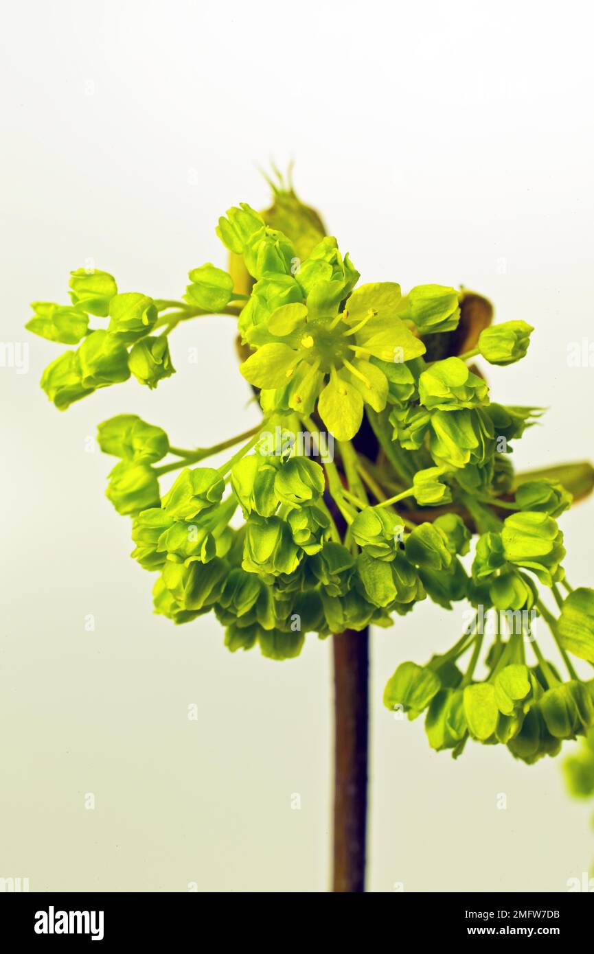 Flowers of Norway Maple (Acer platanoides Stock Photo - Alamy