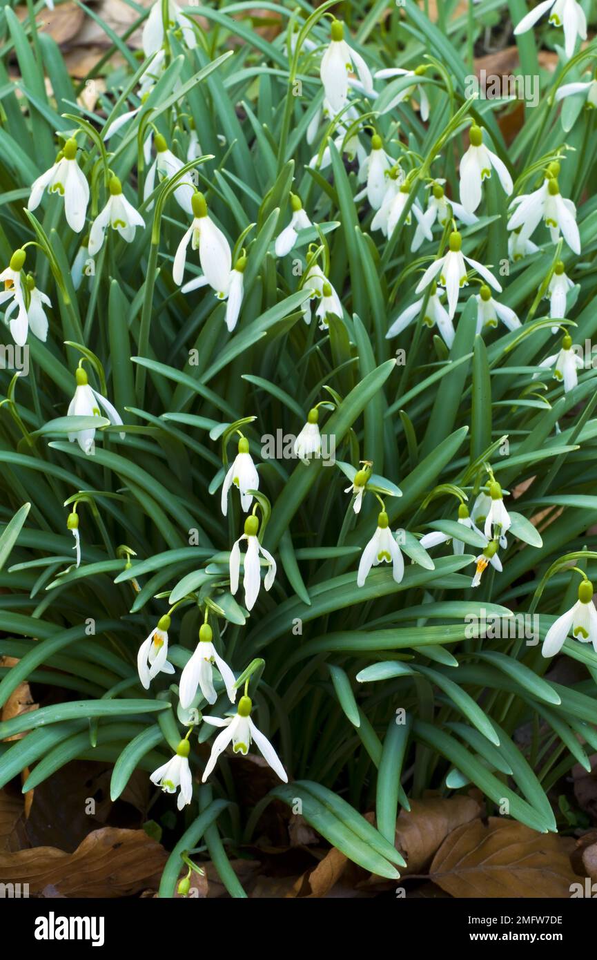 Common snowdrop (Galanthus nivalis Stock Photo - Alamy