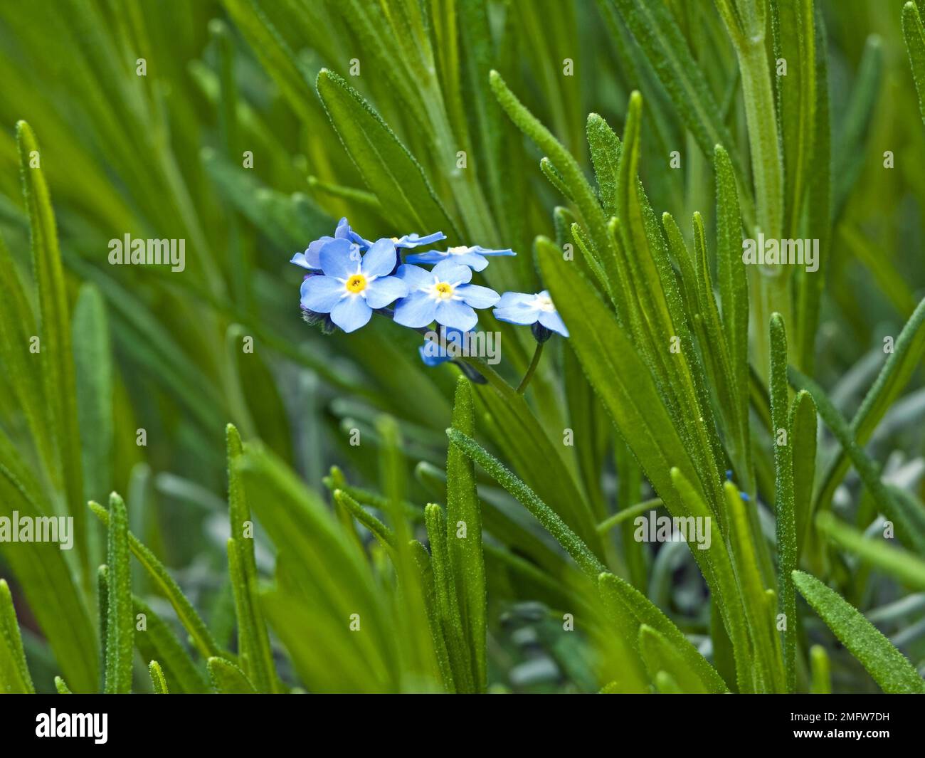 Forget-me-not flowers in a lavender bed Stock Photo - Alamy