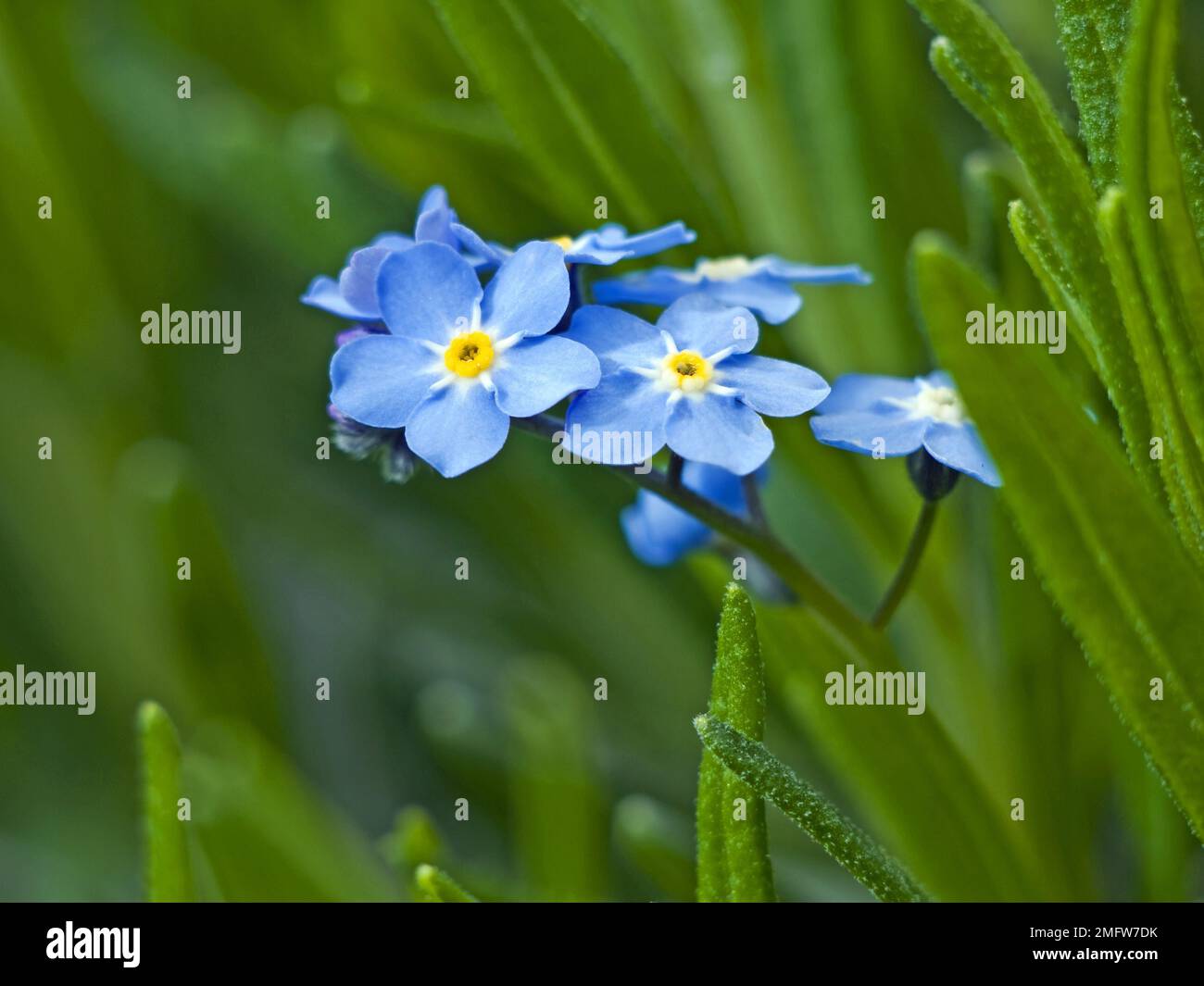 Forget-me-not flowers in a lavender bed Stock Photo - Alamy