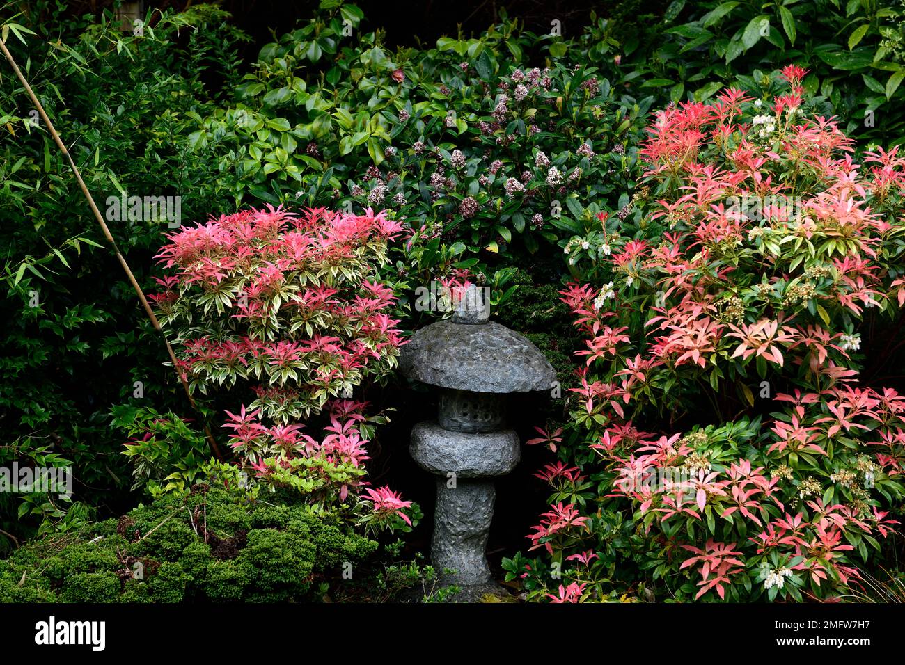 Pieris japonica shrubs flanking stone lantern ishidoro hi-res stock ...