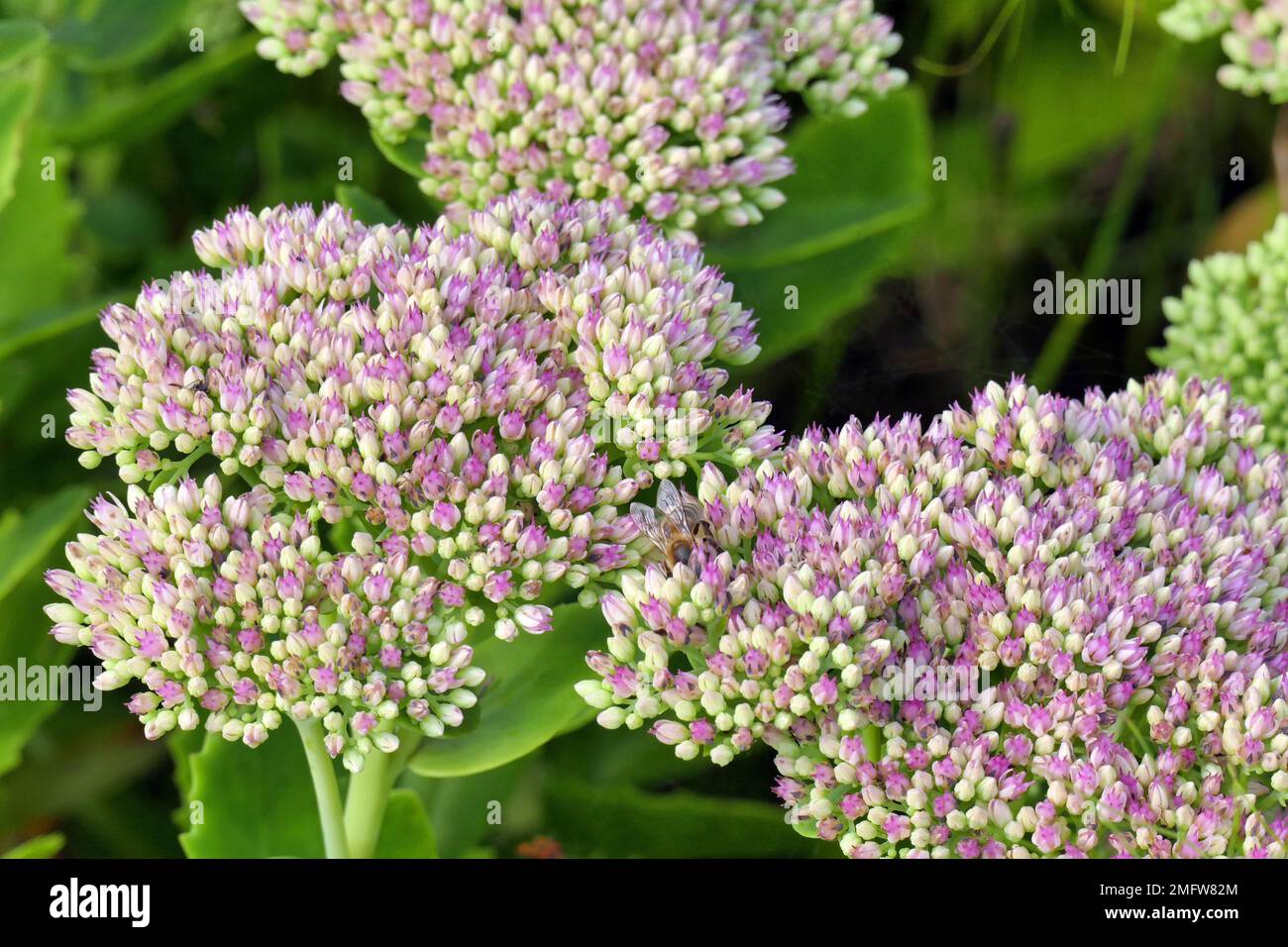 Red stonecrop (Sedum Stock Photo - Alamy