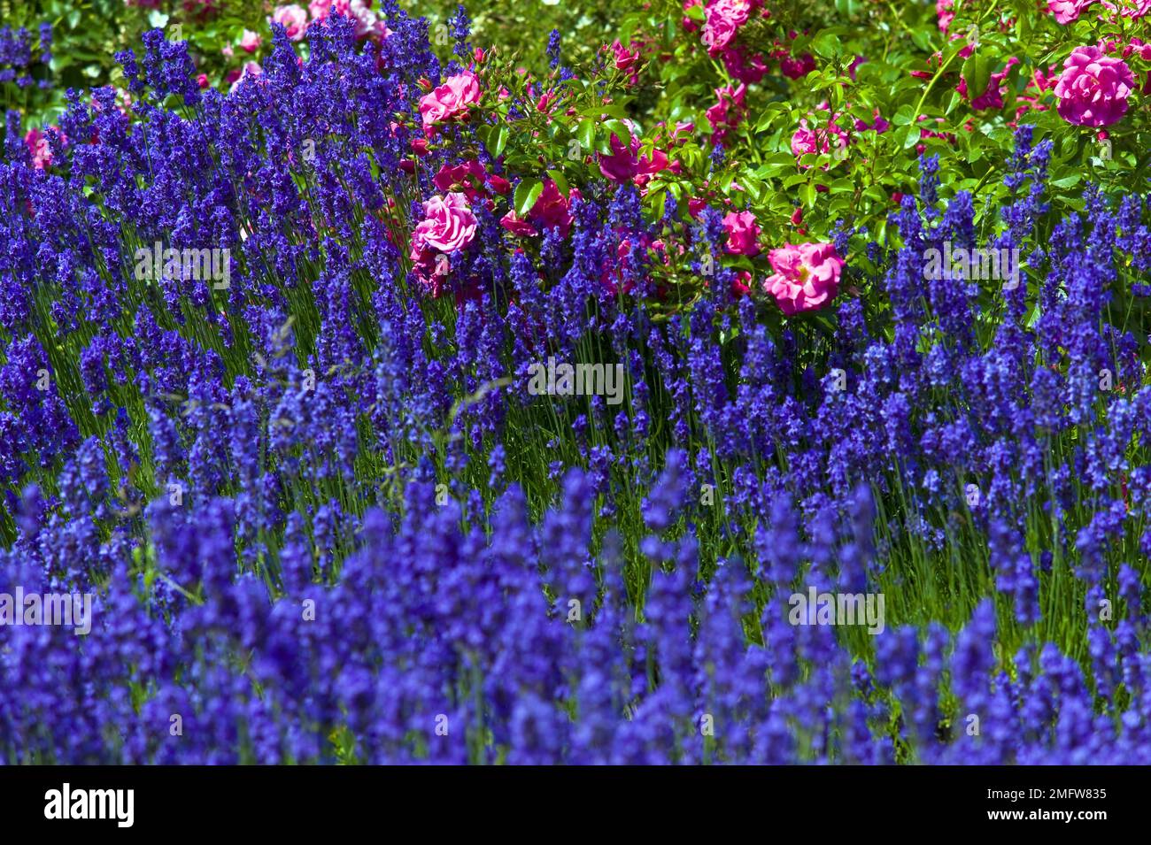 Real lavender in a garden in front of a rose bed Stock Photo - Alamy