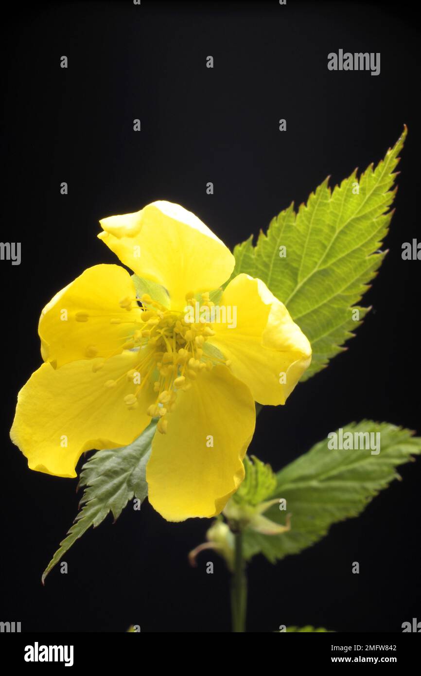 Japanese kerria japonica rosaceae hi-res stock photography and images ...
